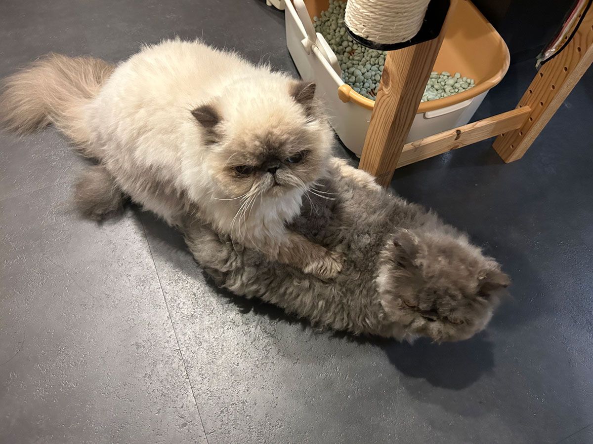 今日は2匹でお留守番。【 ねことこねこ、ふかふか通信。 vol.14】 | TRILL【トリル】