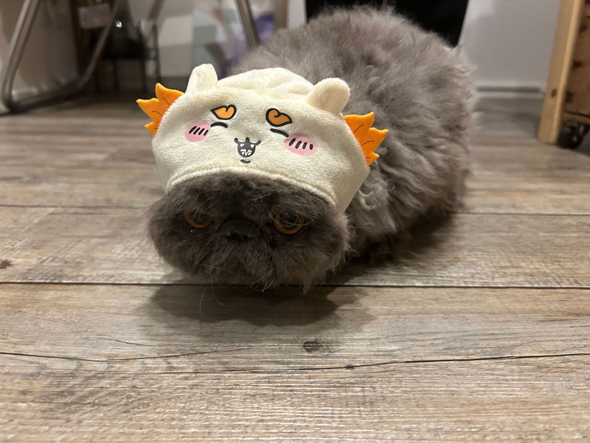 かぶりものはお気に召して？【 ねことこねこ、ふかふか通信。 vol.15】 | TRILL【トリル】