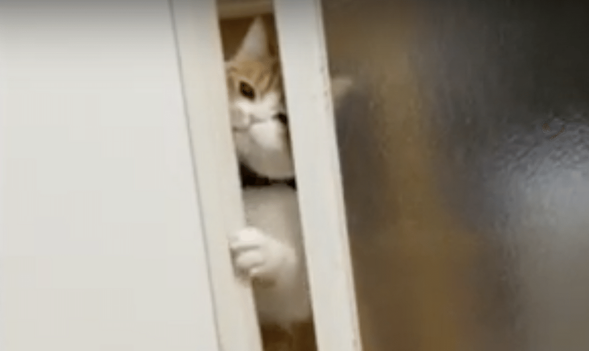 テイテイ！ 扉との格闘。【とろろ、もふもふDays。vol.85】 | TRILL【トリル】