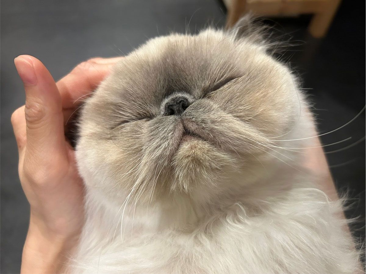 おうち美容室。【 ねことこねこ、ふかふか通信。 vol.16】 | TRILL【トリル】