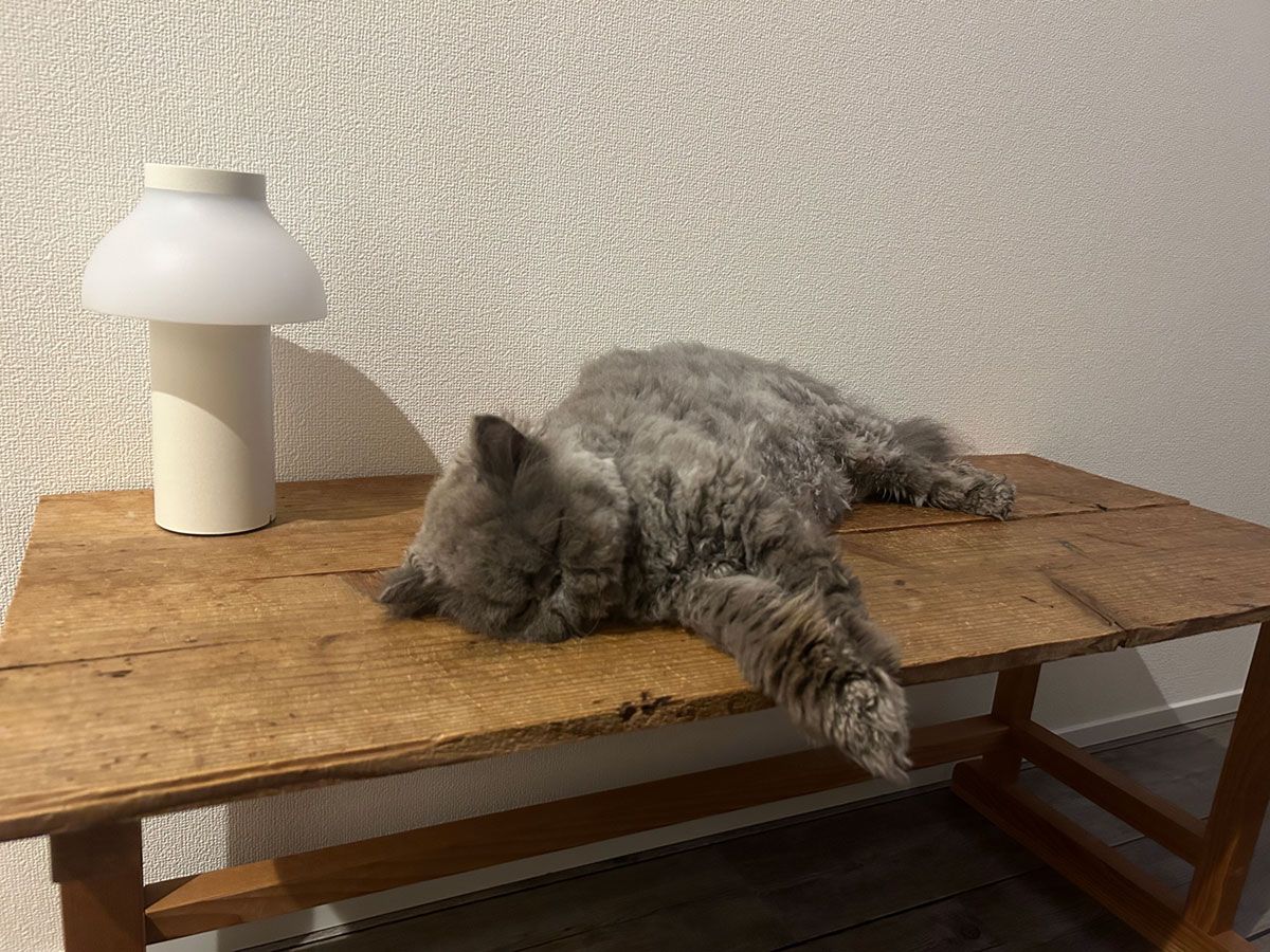 寝る子は育つ。【 ねことこねこ、ふかふか通信。 vol.18】 | TRILL【トリル】