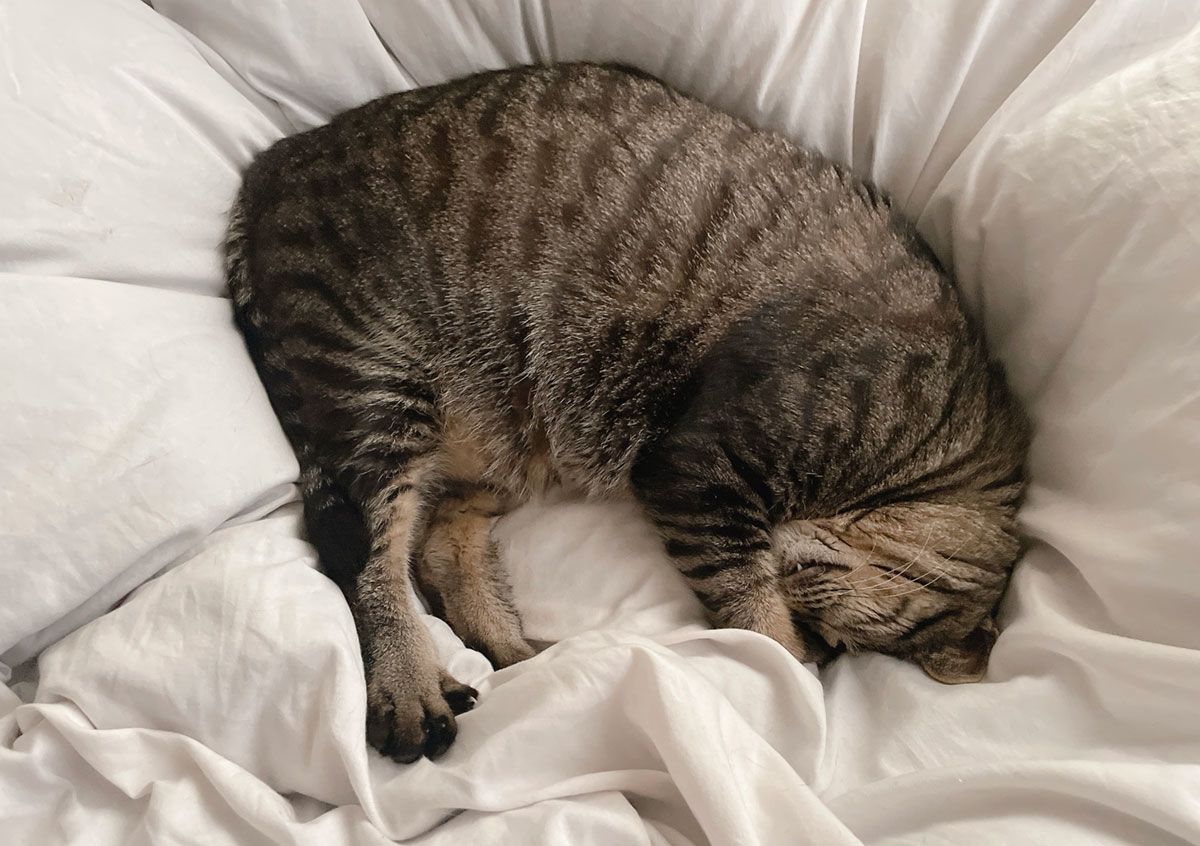 アンモニャイトでごろりん。【ぽっちゃり猫、れみのピースフル記。vol.46】 | TRILL【トリル】