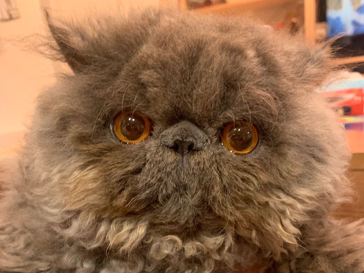 冬はもふもふMAX。【 ねことこねこ、ふかふか通信。 vol.23】 | TRILL【トリル】