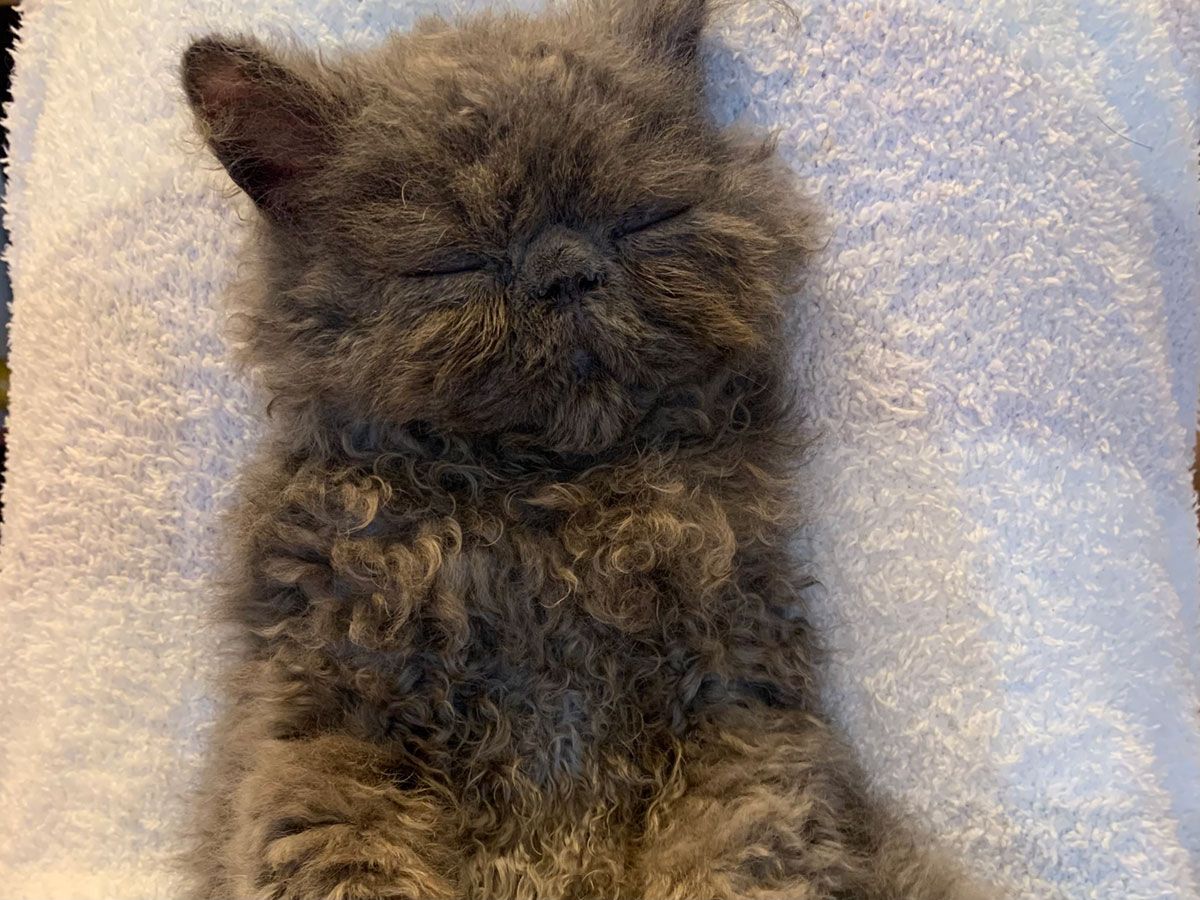 いつのまにか、にゃむにゃむ。【 ねことこねこ、ふかふか通信。 vol.24】 | TRILL【トリル】