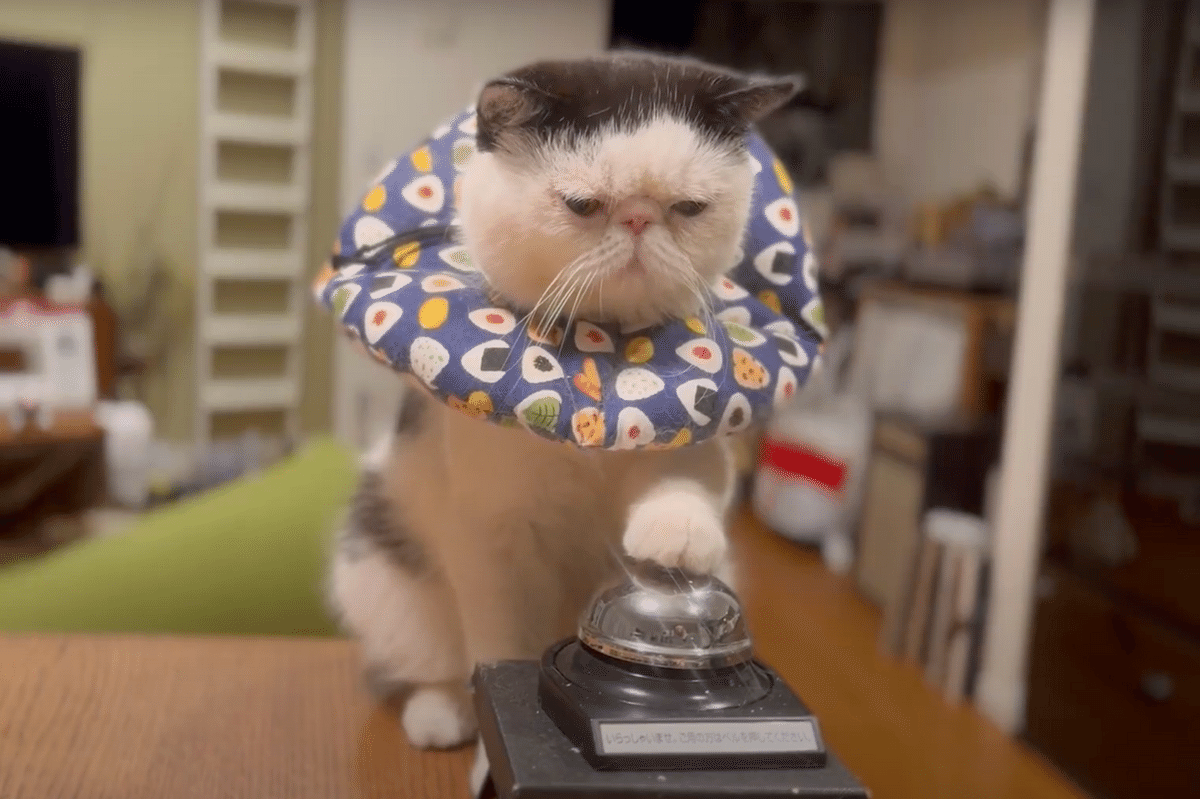 得意の“チーン”、再び。 (【おちょこ、ぽのぽのだより。vol.164】 | TRILL【トリル】