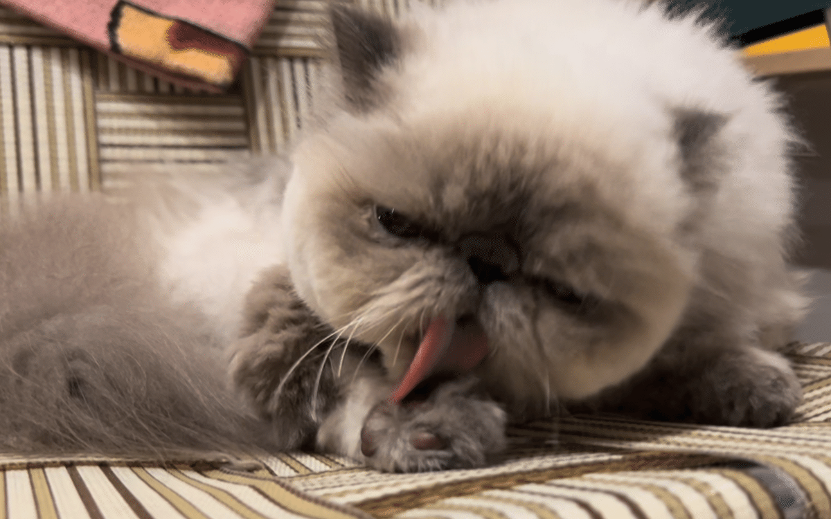 夜更かしNG派。【 ねことこねこ、ふかふか通信。 vol.25】 | TRILL【トリル】