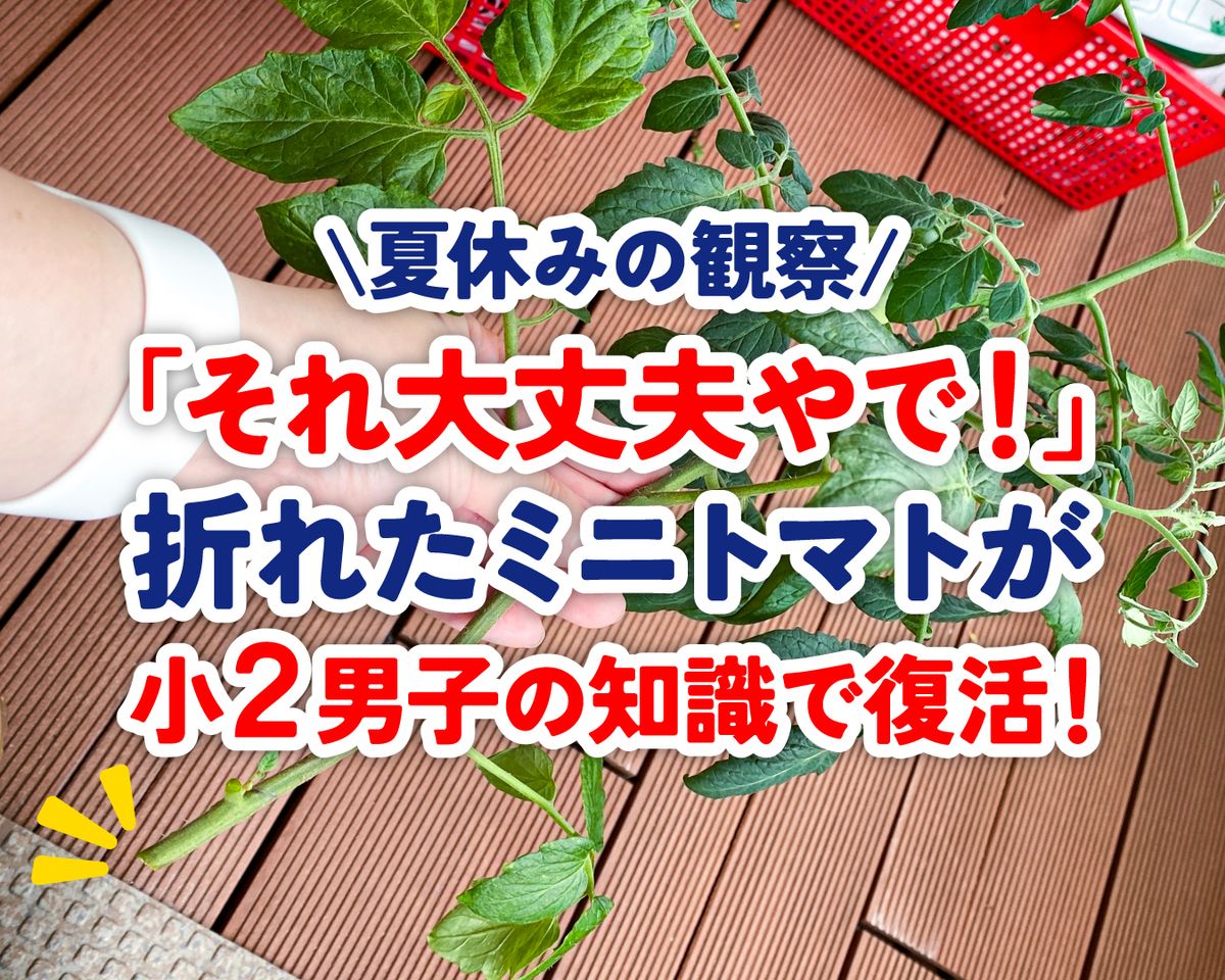 【夏休みの観察】「それ大丈夫やで！」折れたミニトマトが小2男子の知識で復活！ | TRILL【トリル】