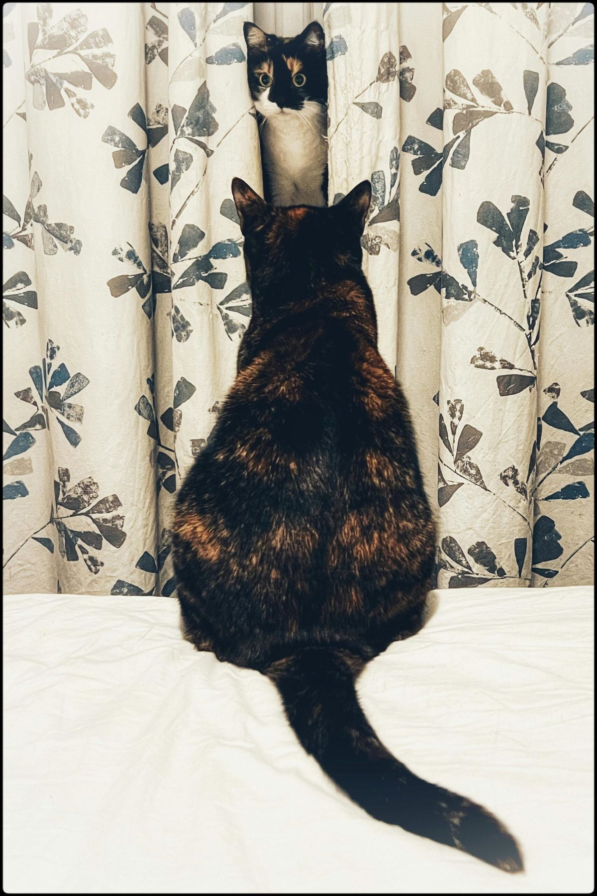 本日の美人猫vol.586 | TRILL【トリル】