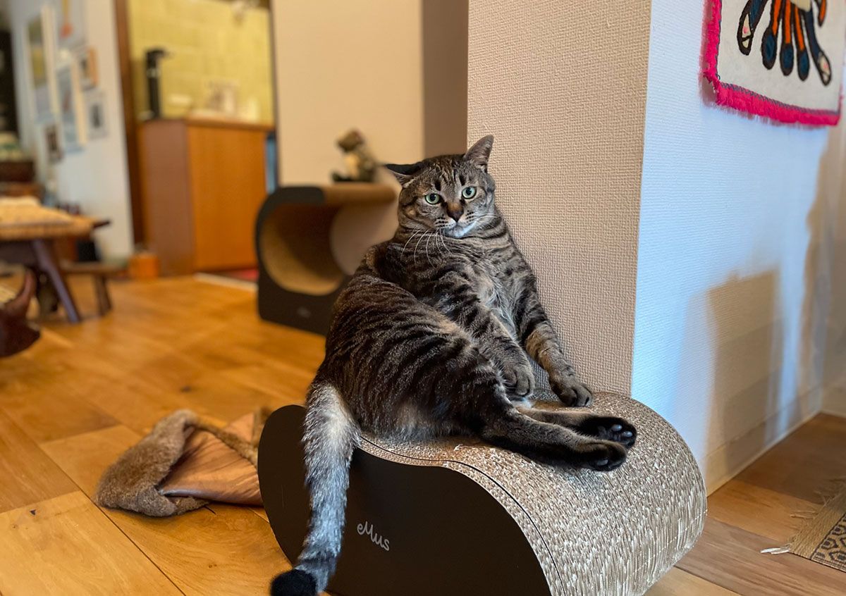 むっちりボディ、おじさんちゃうで！【ぽっちゃり猫、れみのピースフル記。vol.47】 | TRILL【トリル】