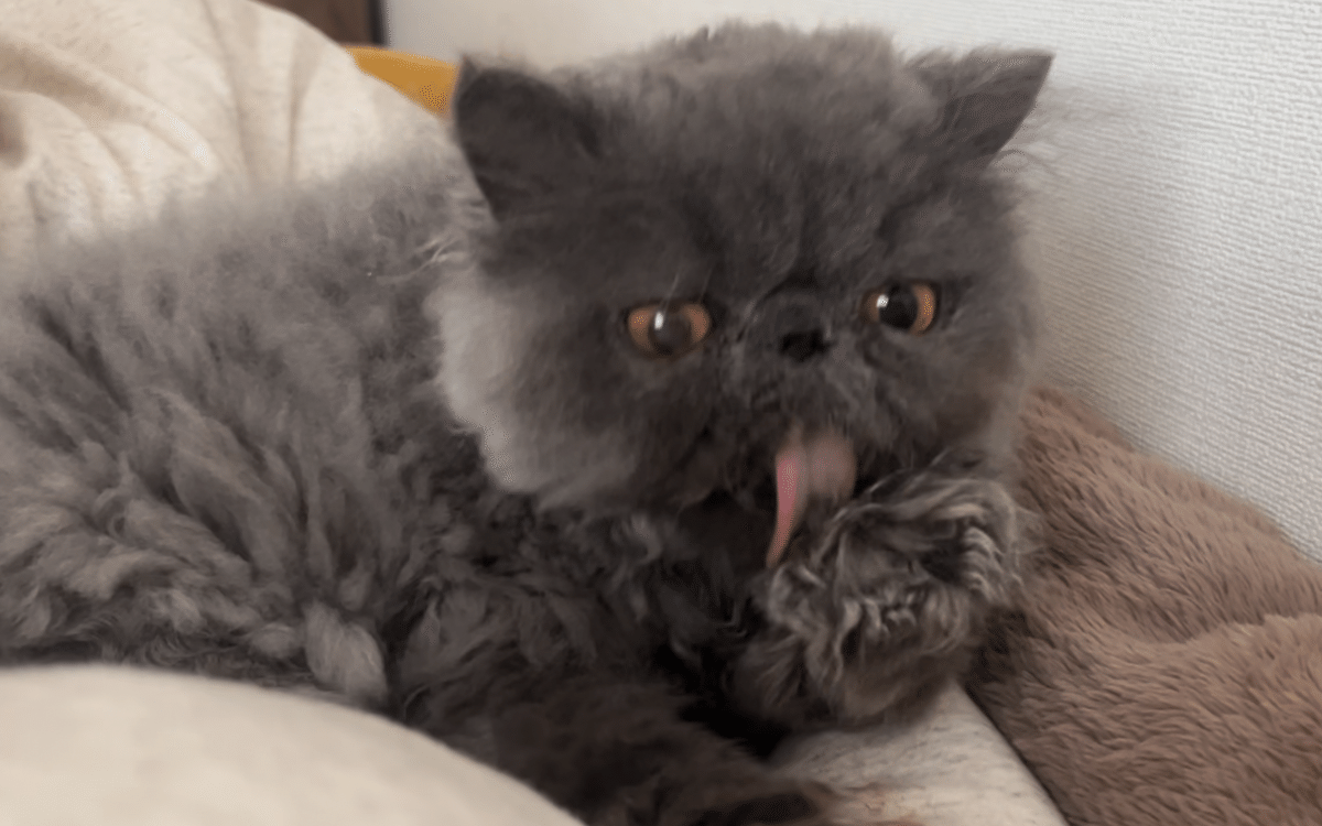 目覚めたら、まずはおててを。【 ねことこねこ、ふかふか通信。 vol.28】 | TRILL【トリル】