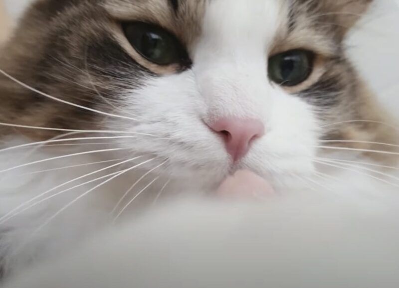 至近距離で堪能せよ！ 猫さんのピンクのお鼻、可愛いハムハム♡ | TRILL【トリル】