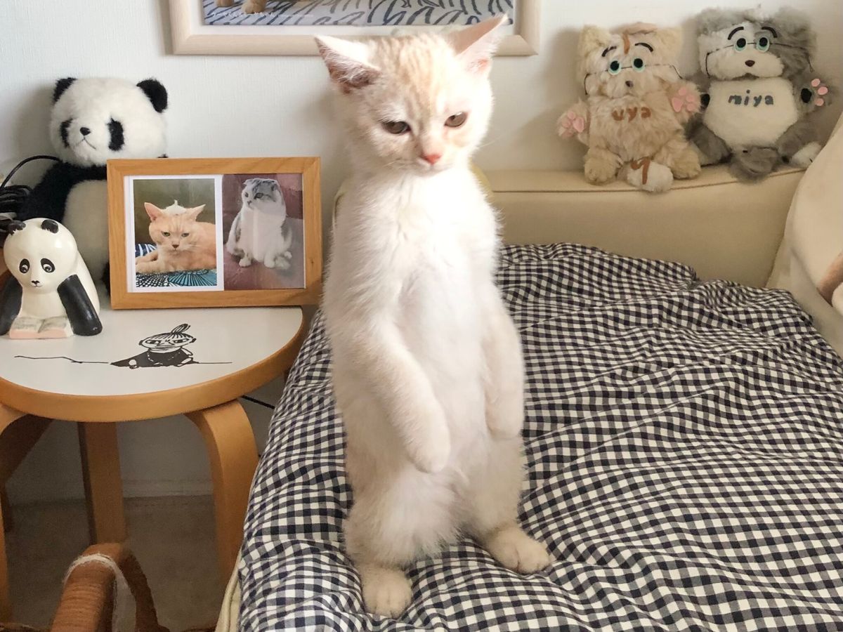 こねこだけど、上手に立てるよ。【 ベイビーヤーヤ、おとなへの道。 vol.1】 | TRILL【トリル】