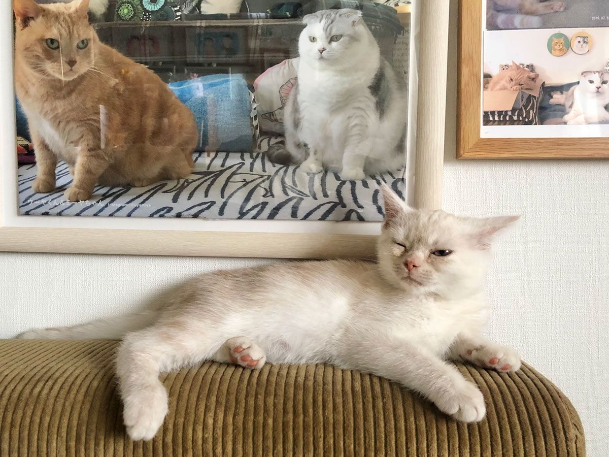 お気に入りの場所で、ウトウト……。【 ベイビーヤーヤ、おとなへの道。 vol.5】 | TRILL【トリル】