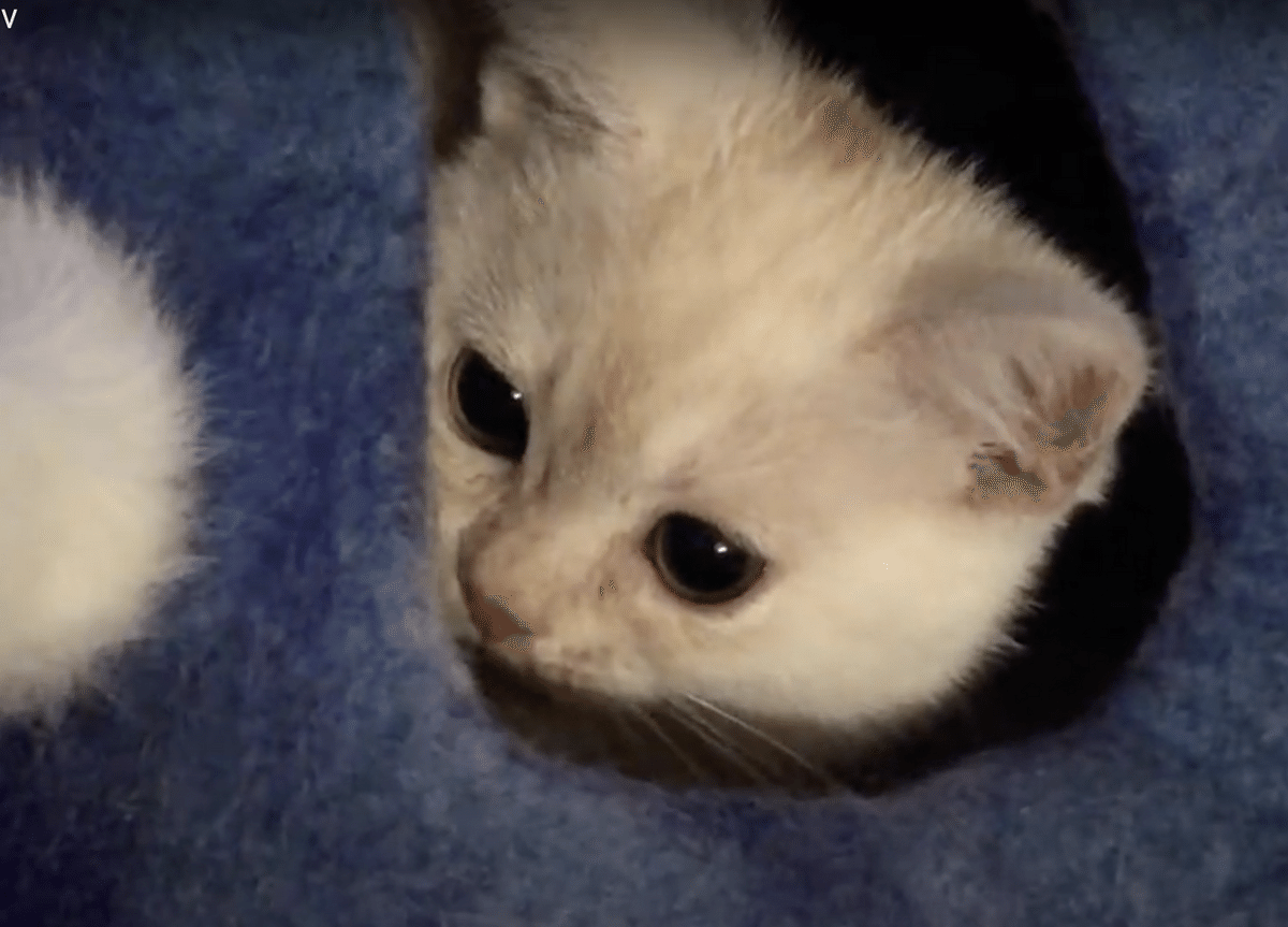 高速パンチもお手のもの。【 ベイビーヤーヤ、おとなへの道。 vol.7】 | TRILL【トリル】