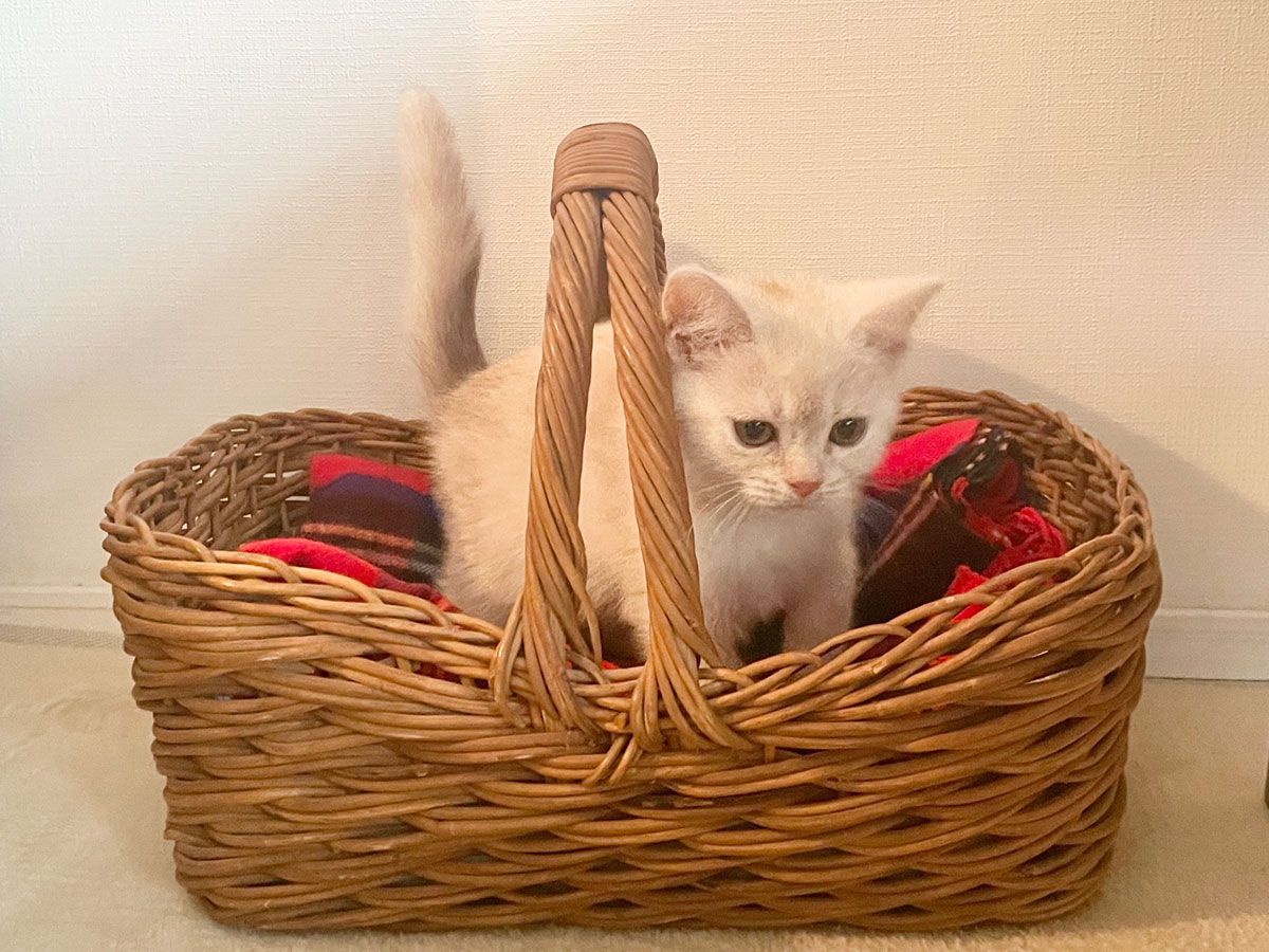 籠のベッドで、ごろりん。【 ベイビーヤーヤ、おとなへの道。 vol.8】 | TRILL【トリル】