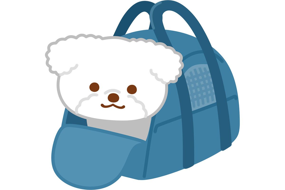 犬好き集合〜《好きな小型犬》ランキングTOP10！ 3位「ポメラニアン」1位は王道の犬種 | TRILL【トリル】