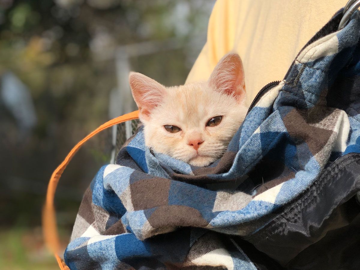 お散歩で見つけたもの。【 ベイビーヤーヤ、おとなへの道。 vol.9】 | TRILL【トリル】