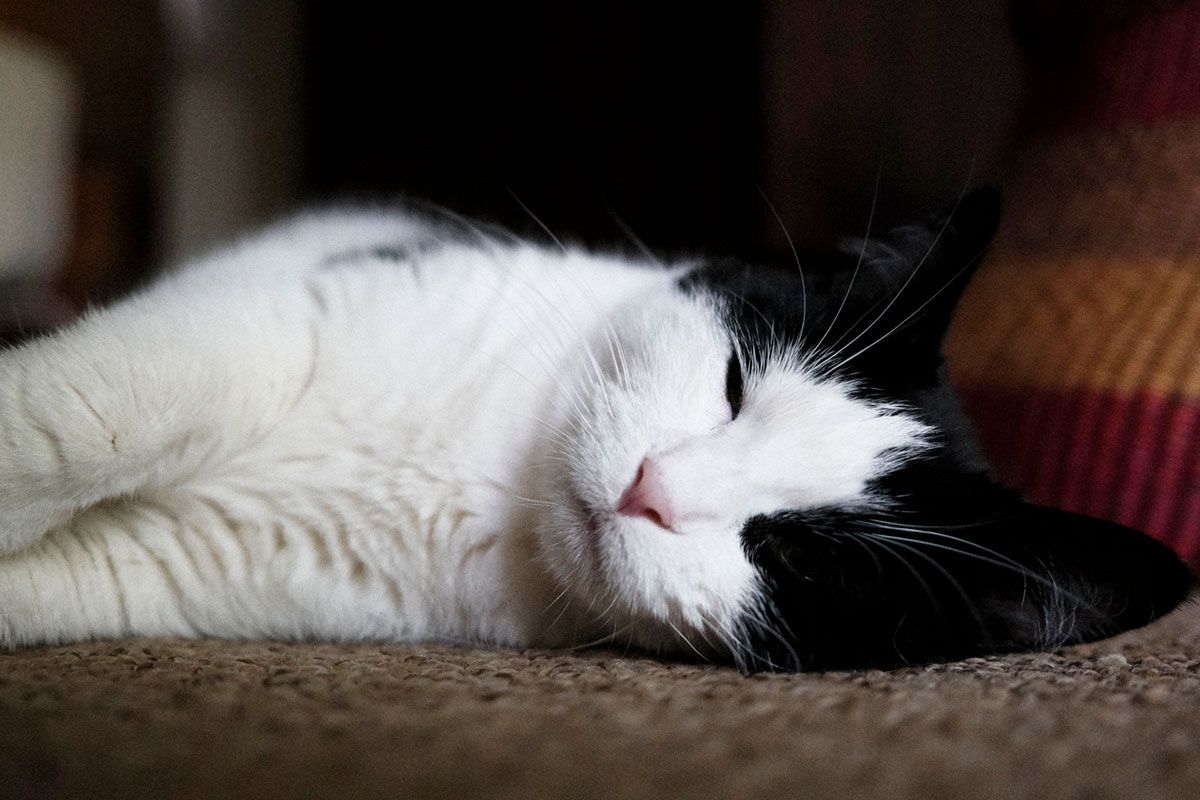 寝てなんか、ない……、わよ……。【おちゃめMaruのカナダ生活。 vol.71】 | TRILL【トリル】