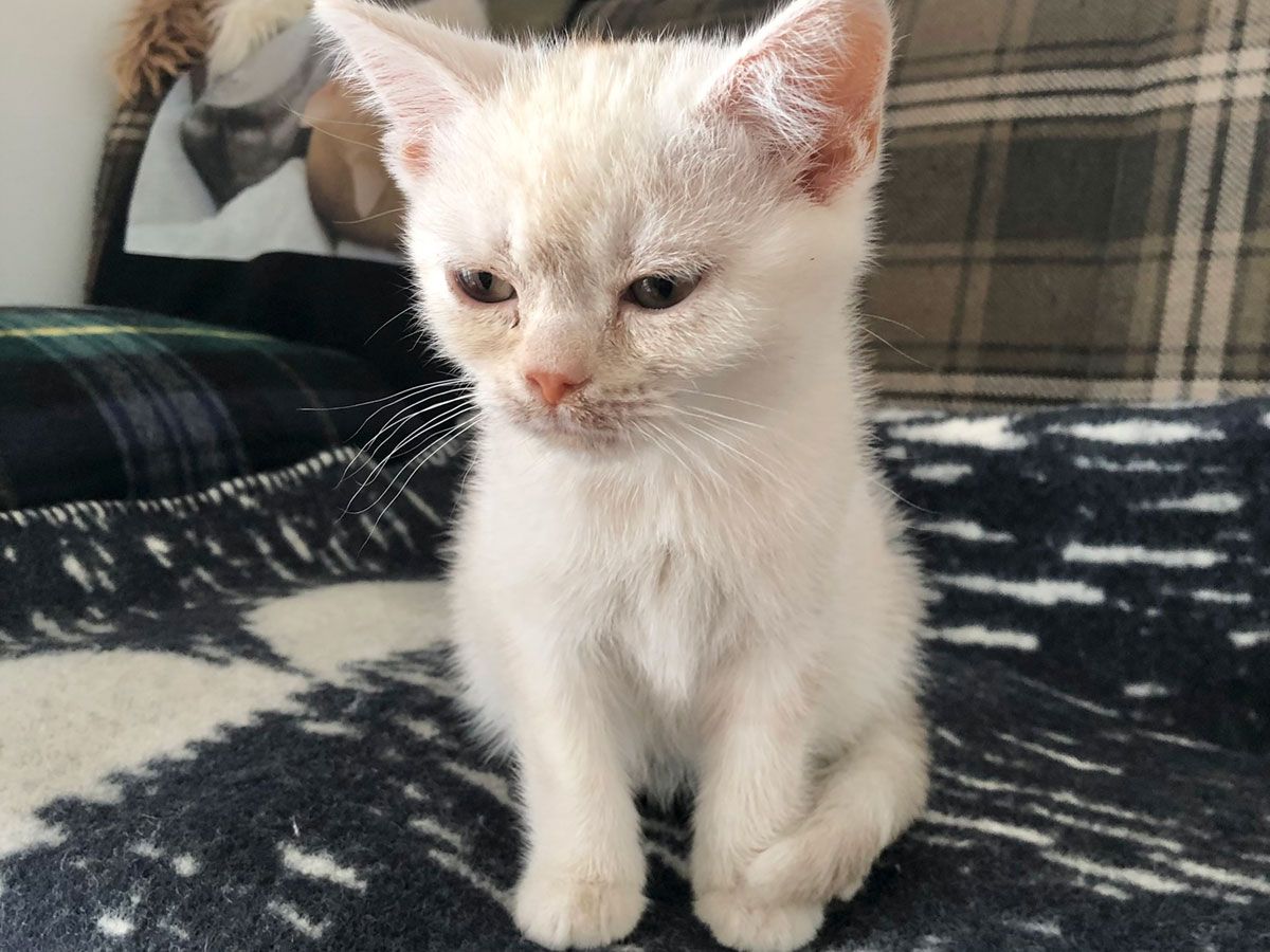 ソファにちょこん。【 ベイビーヤーヤ、おとなへの道。 vol.12】 | TRILL【トリル】