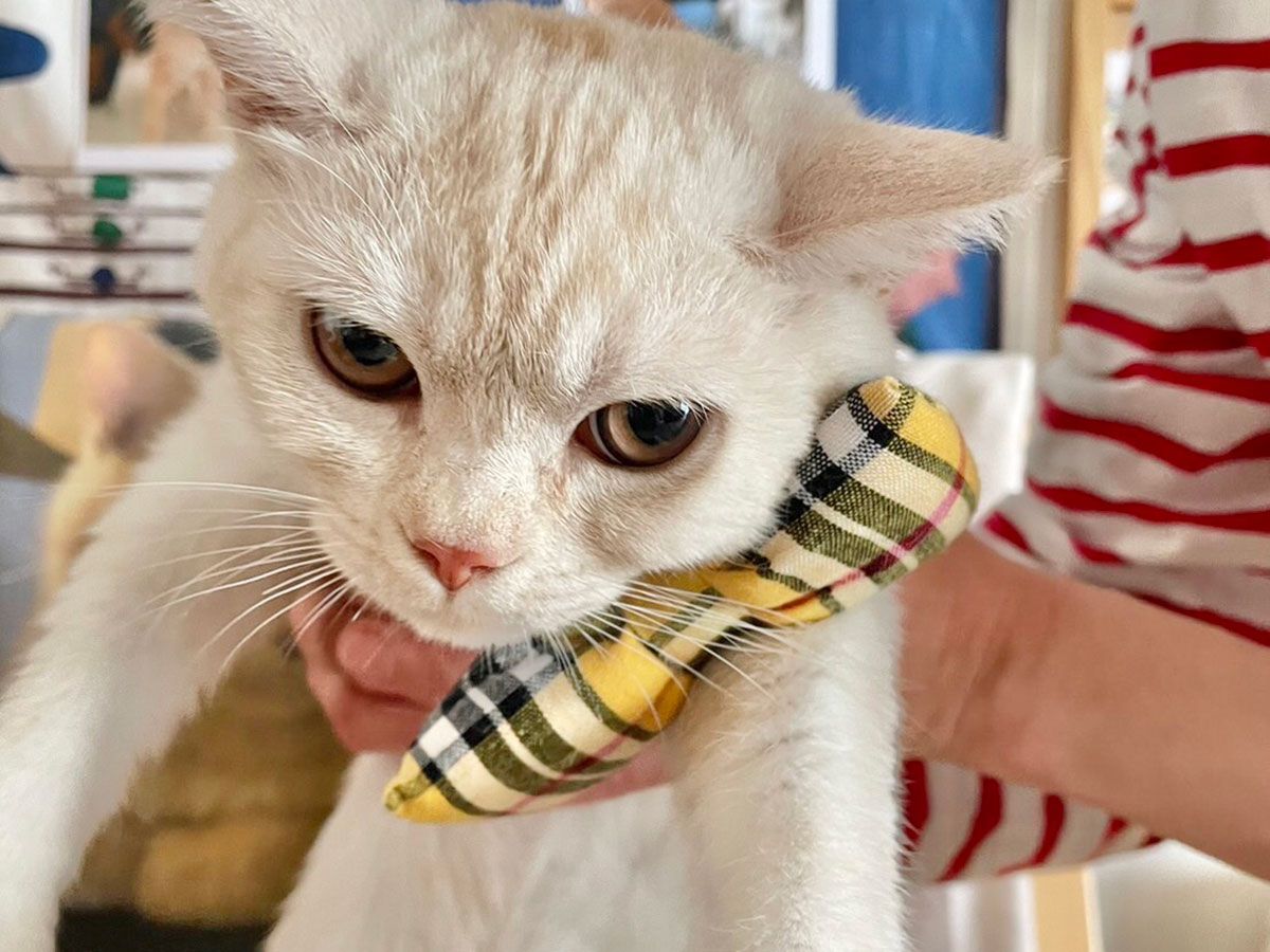 蝶ネクタイでおめかし。【 ベイビーヤーヤ、おとなへの道。 vol.13】 | TRILL【トリル】