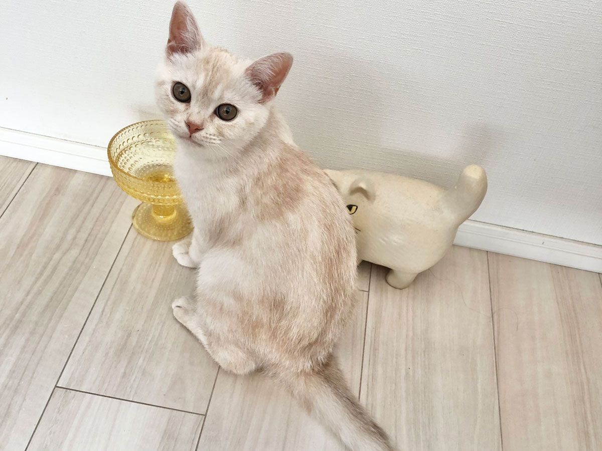 コップの中に……ぼく？【 ベイビーヤーヤ、おとなへの道。 vol.14】 | TRILL【トリル】