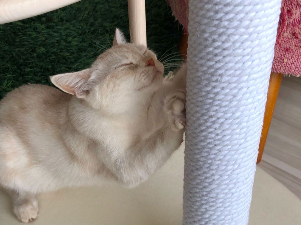 爪研ぎ、気持ちいい〜。【 ベイビーヤーヤ、おとなへの道。 vol.18】 | TRILL【トリル】