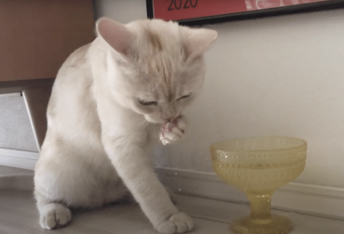 カランコロンの正体は？【 ベイビーヤーヤ、おとなへの道。 vol.19】 | TRILL【トリル】