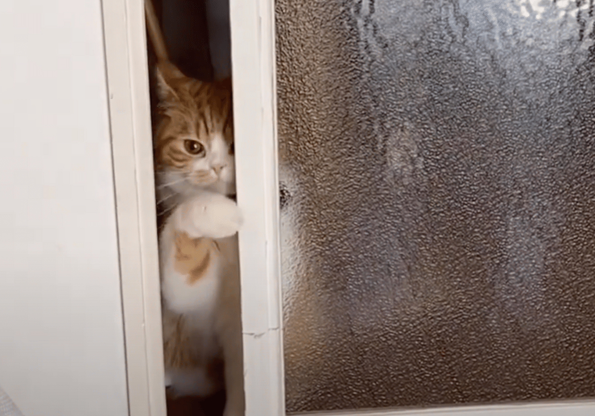 本日もテイテイ。【とろろ、もふもふDays。vol.90】 | TRILL【トリル】