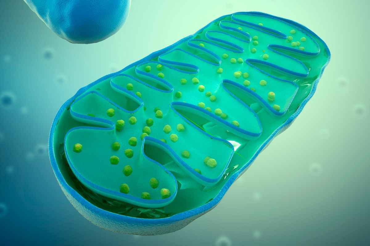 「まるでウイルス」ミトコンドリアは人間の脳細胞に自分のDNAを送り込んでいた！ | TRILL【トリル】