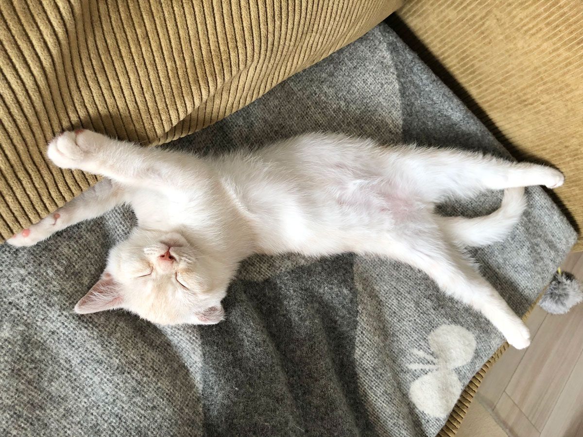お昼寝ニャウ。【 ベイビーヤーヤ、おとなへの道。 vol.26】 | TRILL【トリル】