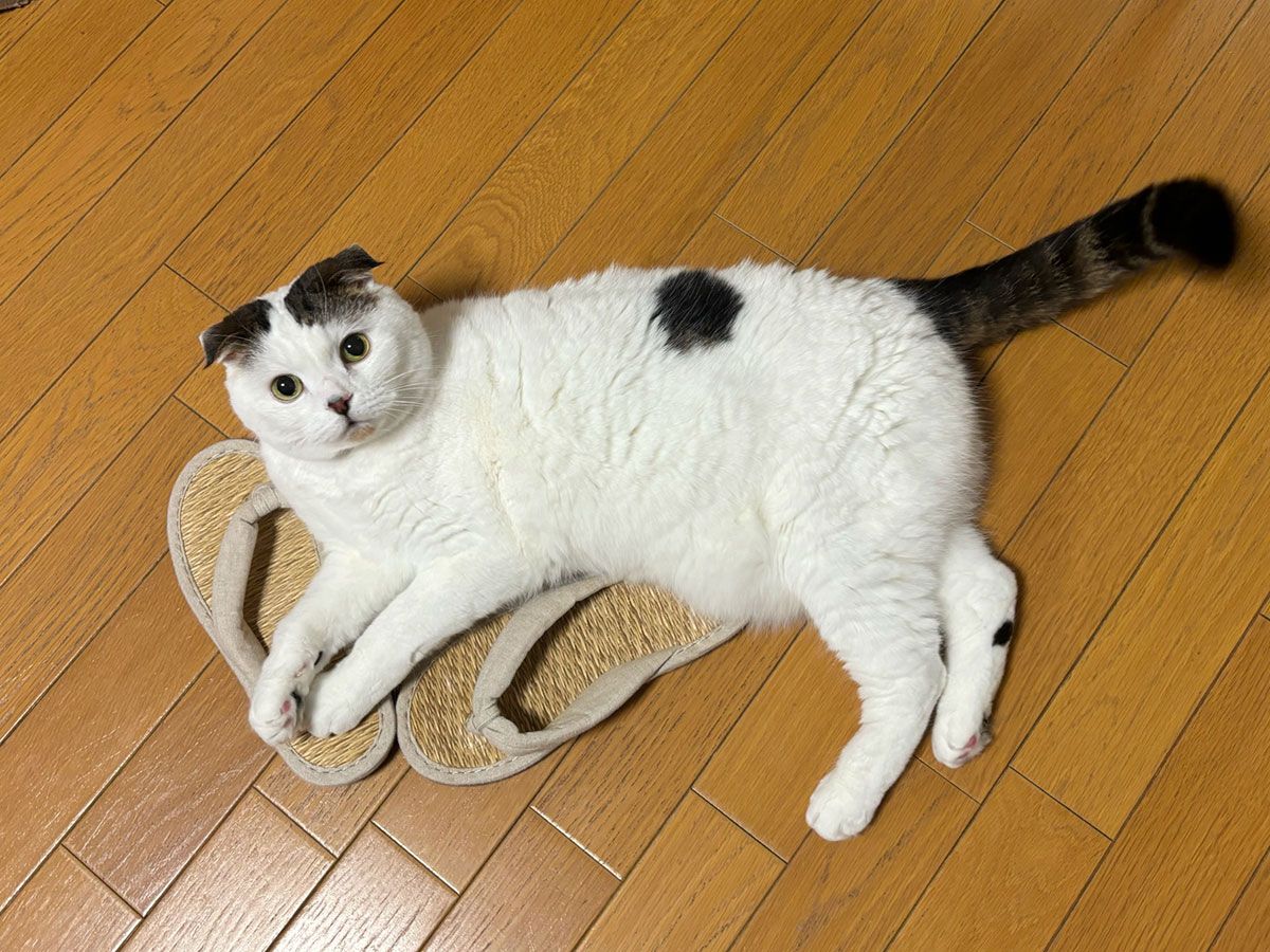 草履、ぬくぬくにしといたで！【いなほ、オレ物語。vol.194】 | TRILL【トリル】