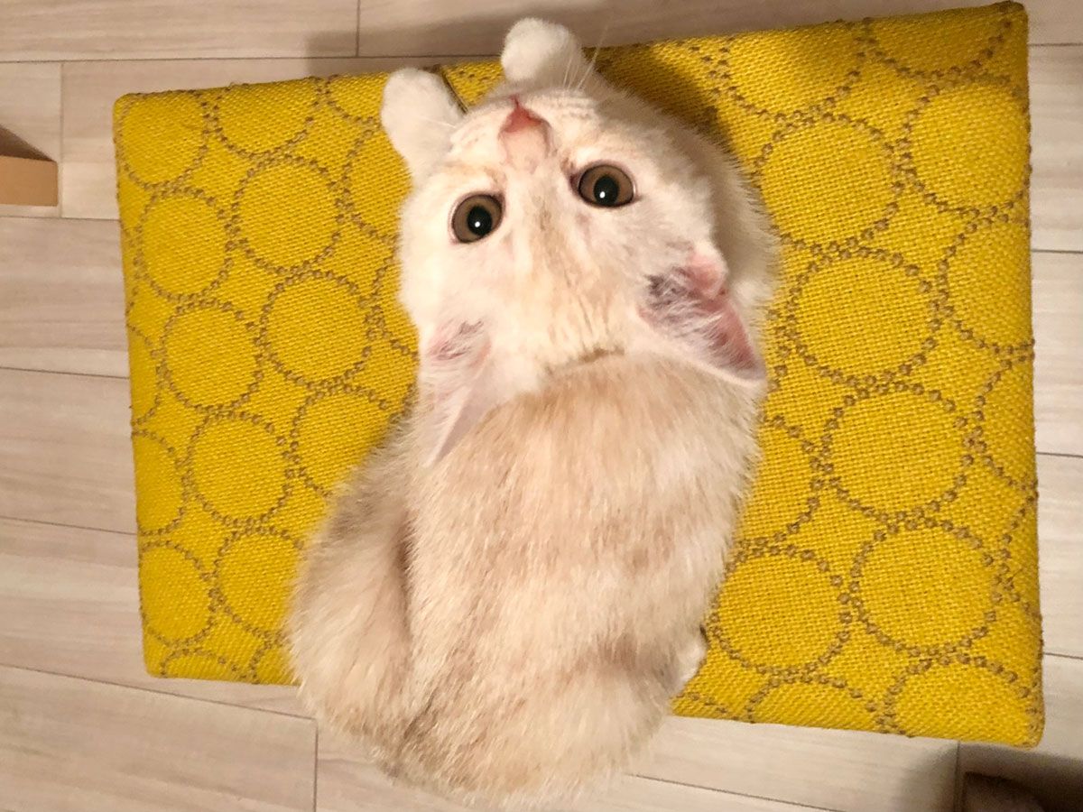 ぼくの知らないチャームポイント。【 ベイビーヤーヤ、おとなへの道。 vol.29】 | TRILL【トリル】