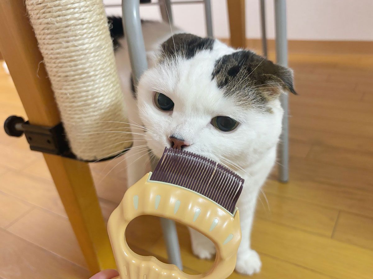 お気に入りの櫛、見ていってー。【いなほ、オレ物語。vol.195】 | TRILL【トリル】