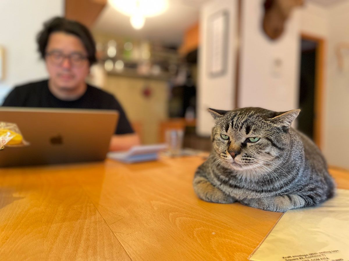 いつになったら遊んでくれんの〜？【ぽっちゃり猫、れみのピースフル記。vol.54】 | TRILL【トリル】