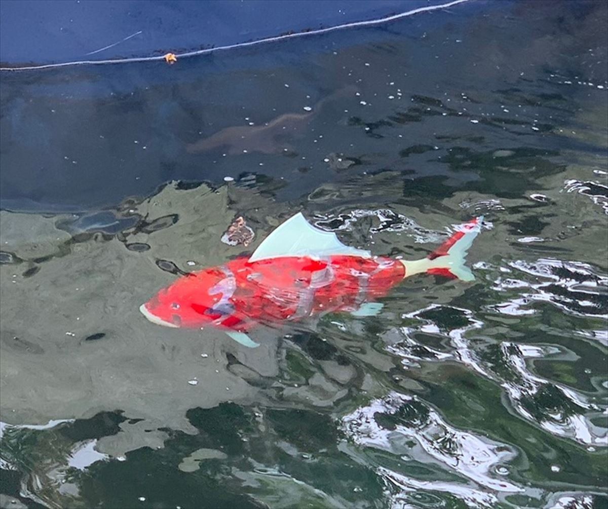 SNSざわつく「リアル」さ…「くら寿司」の“魚型ロボット” 広報に“謎”を直撃 | TRILL【トリル】