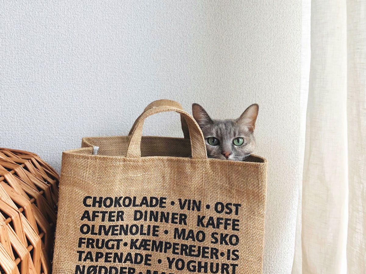 くる兄とかくれんぼ。【もっぷのちんまりLIFE。 vol.19】 | TRILL【トリル】