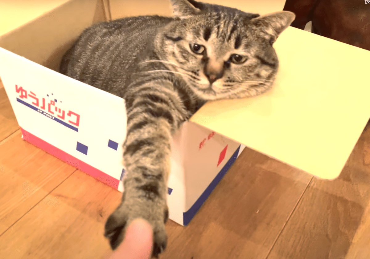 ファンサービスも忘れずに。【ぽっちゃり猫、れみのピースフル記。vol.55】 | TRILL【トリル】