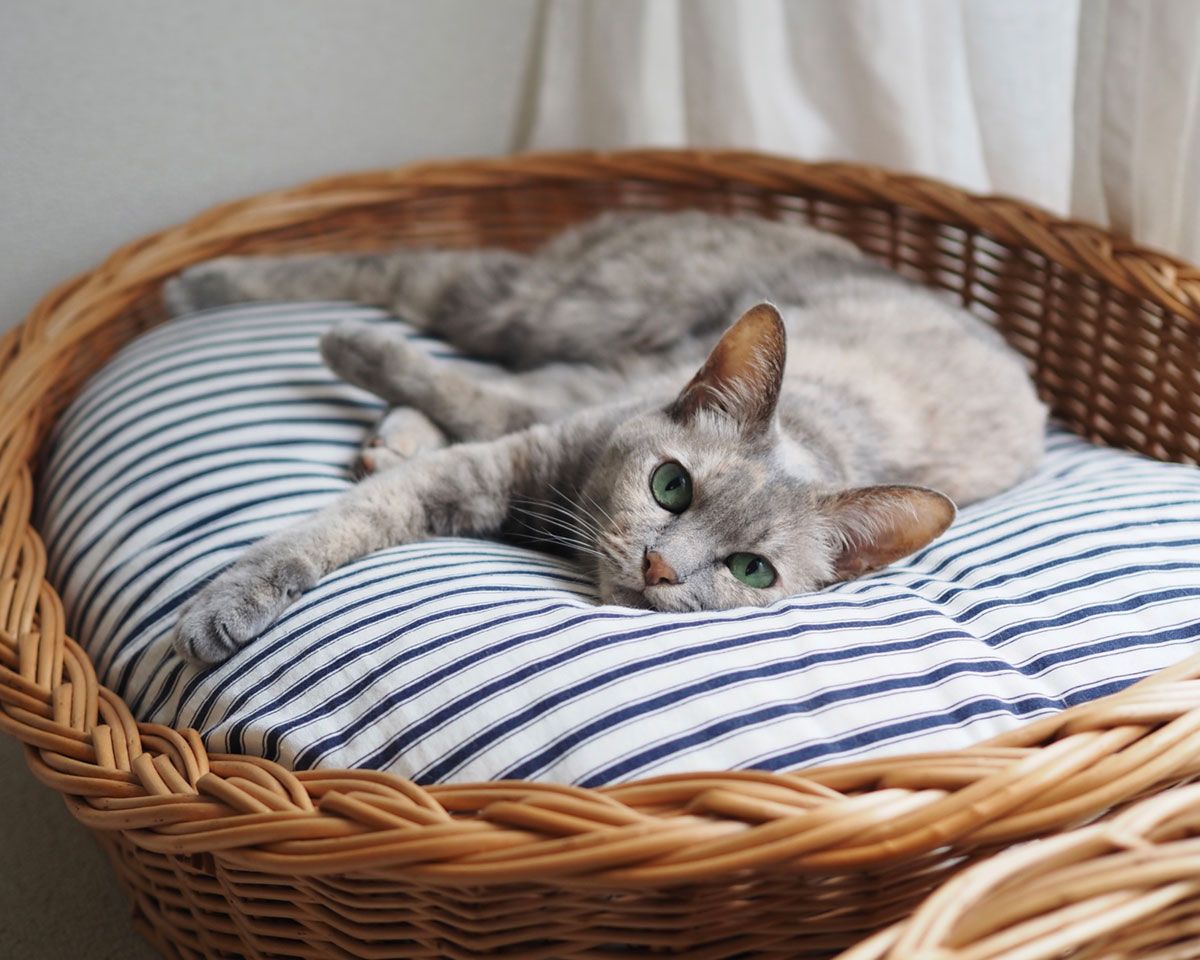 お昼寝で忙しい毎日です。【もっぷのちんまりLIFE。 vol.23】 | TRILL【トリル】