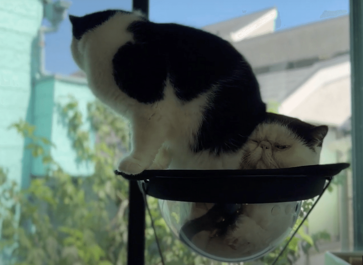 ちろりとおしくらまんじゅう。【おちょこ、ぽのぽのだより。vol.173】 | TRILL【トリル】