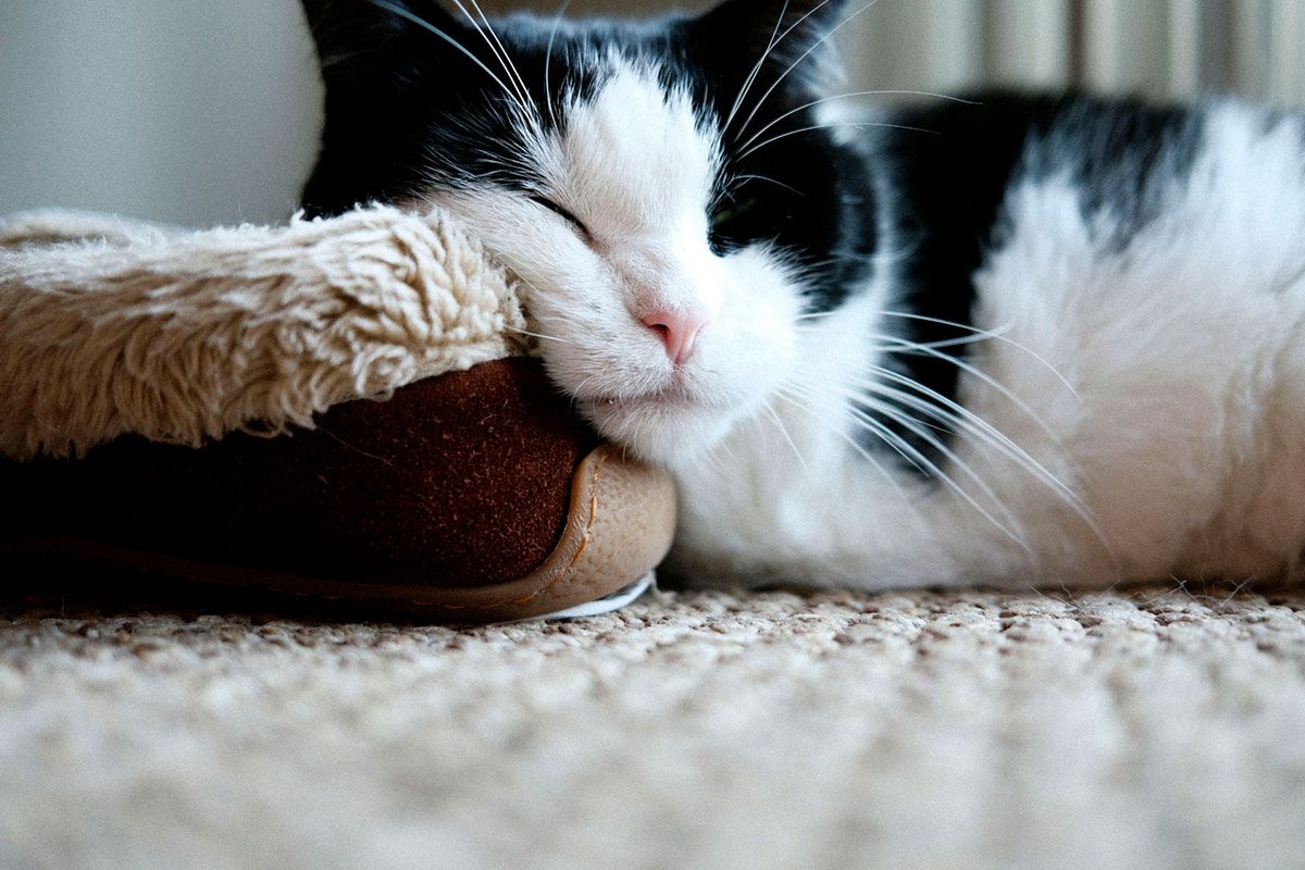 お昼寝の相棒、スリッパちゃん。【おちゃめMaruのカナダ生活。 vol.78】 | TRILL【トリル】