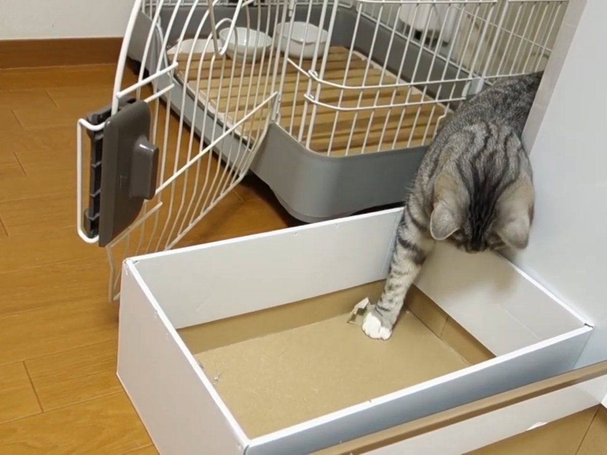 遊んでいたおもちゃが「消えたニャ！？」驚きを隠せない“まるでマジシャン”な猫さんに反響「大技だねw」 | TRILL【トリル】