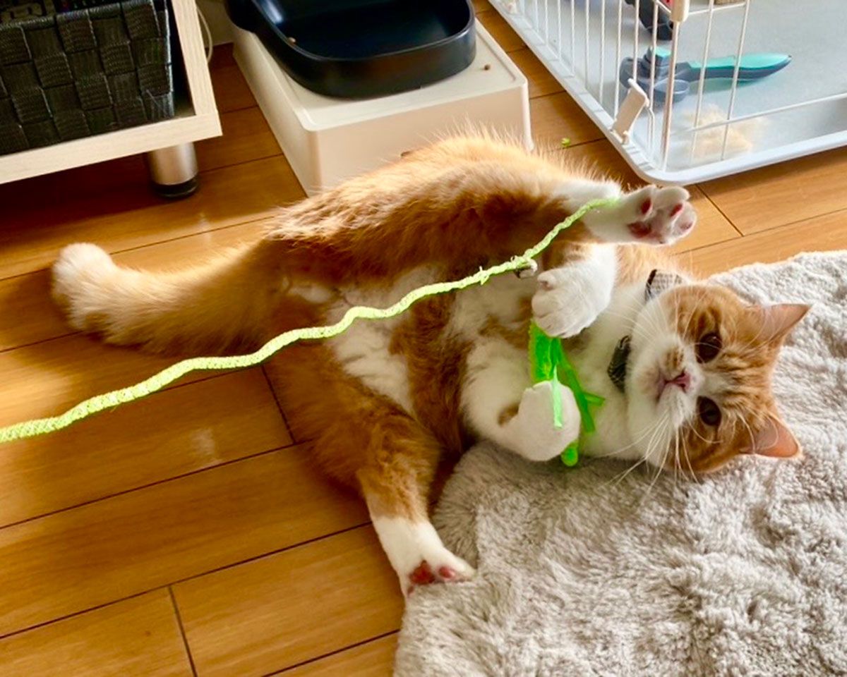 遊びには全力なもので。【とろろ、もふもふDays。vol.96】 | TRILL【トリル】