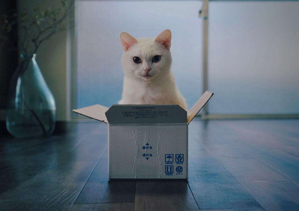 箱入り息子と呼ばれています。【箱入り息子、ペリタロウの部屋。vol.1】 | TRILL【トリル】