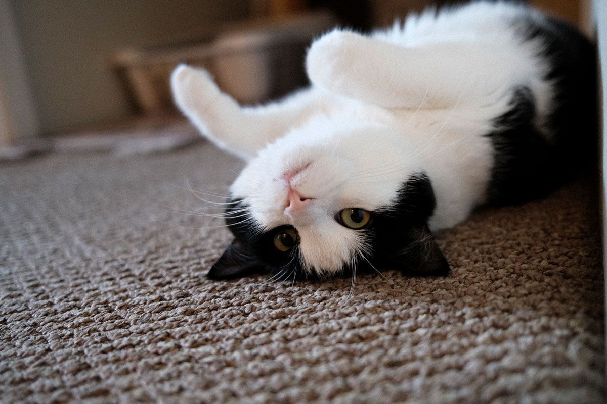 ひとりは退屈なんだも〜ん！【おちゃめMaruのカナダ生活。 vol.79】 | TRILL【トリル】