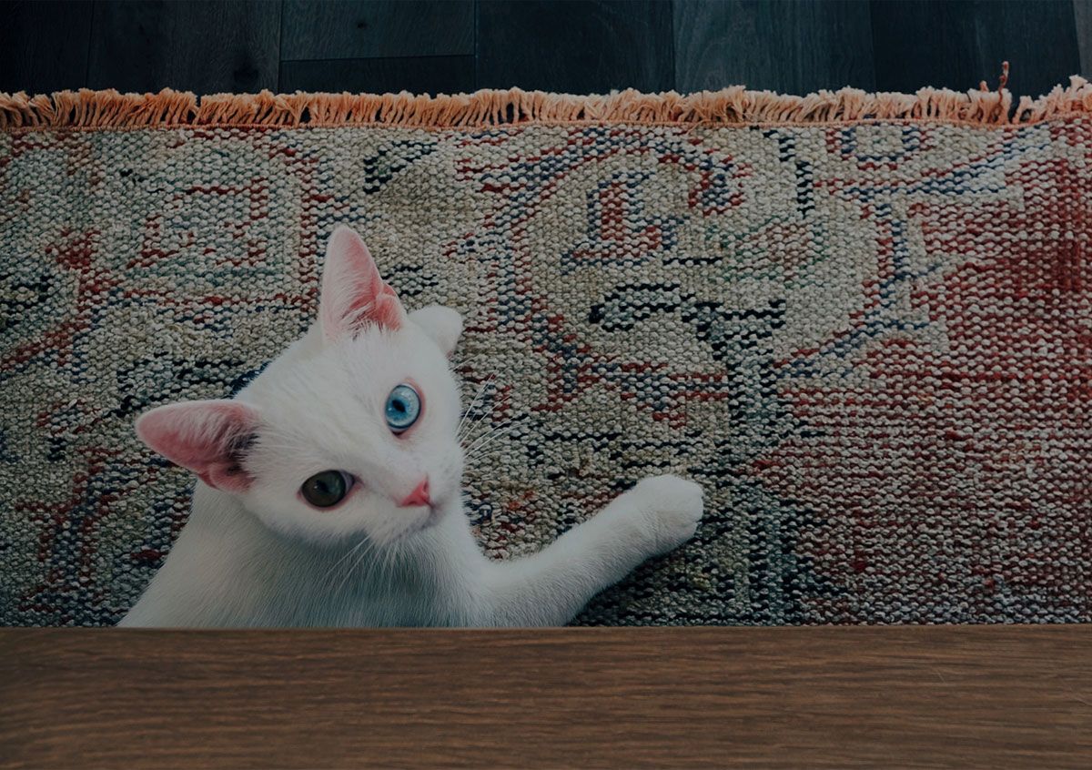 隠れ家へいらっしゃい！【箱入り息子、ペリタロウの部屋。vol.11】 | TRILL【トリル】