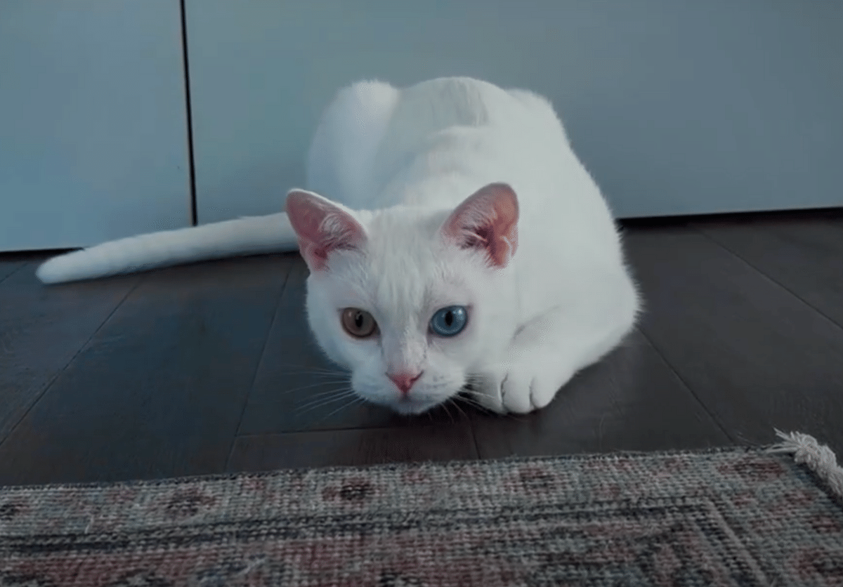 捕獲は慎重派です。【箱入り息子、ペリタロウの部屋。vol.12】 | TRILL【トリル】