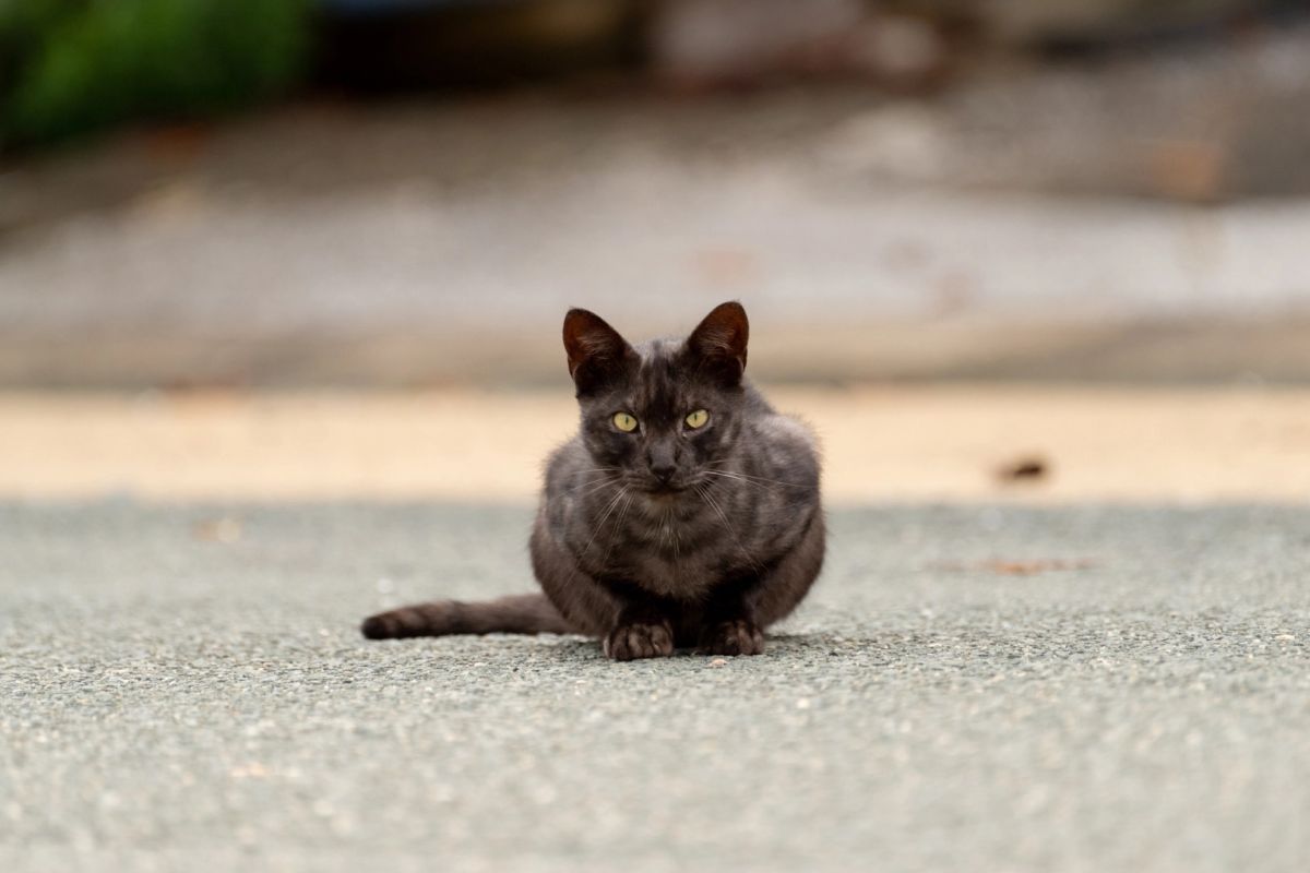 【猫が来なくなる方法】100均の猫よけグッズがおすすめ！効果絶大の18選紹介 | TRILL【トリル】