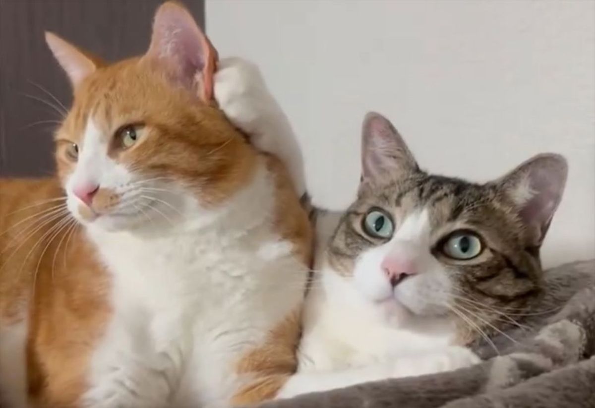 真顔でがっちりガードするも、結局ペロペロされたネコ。2匹の攻防戦に「これぞ舐め猫」「愛が溢れている」 | TRILL【トリル】