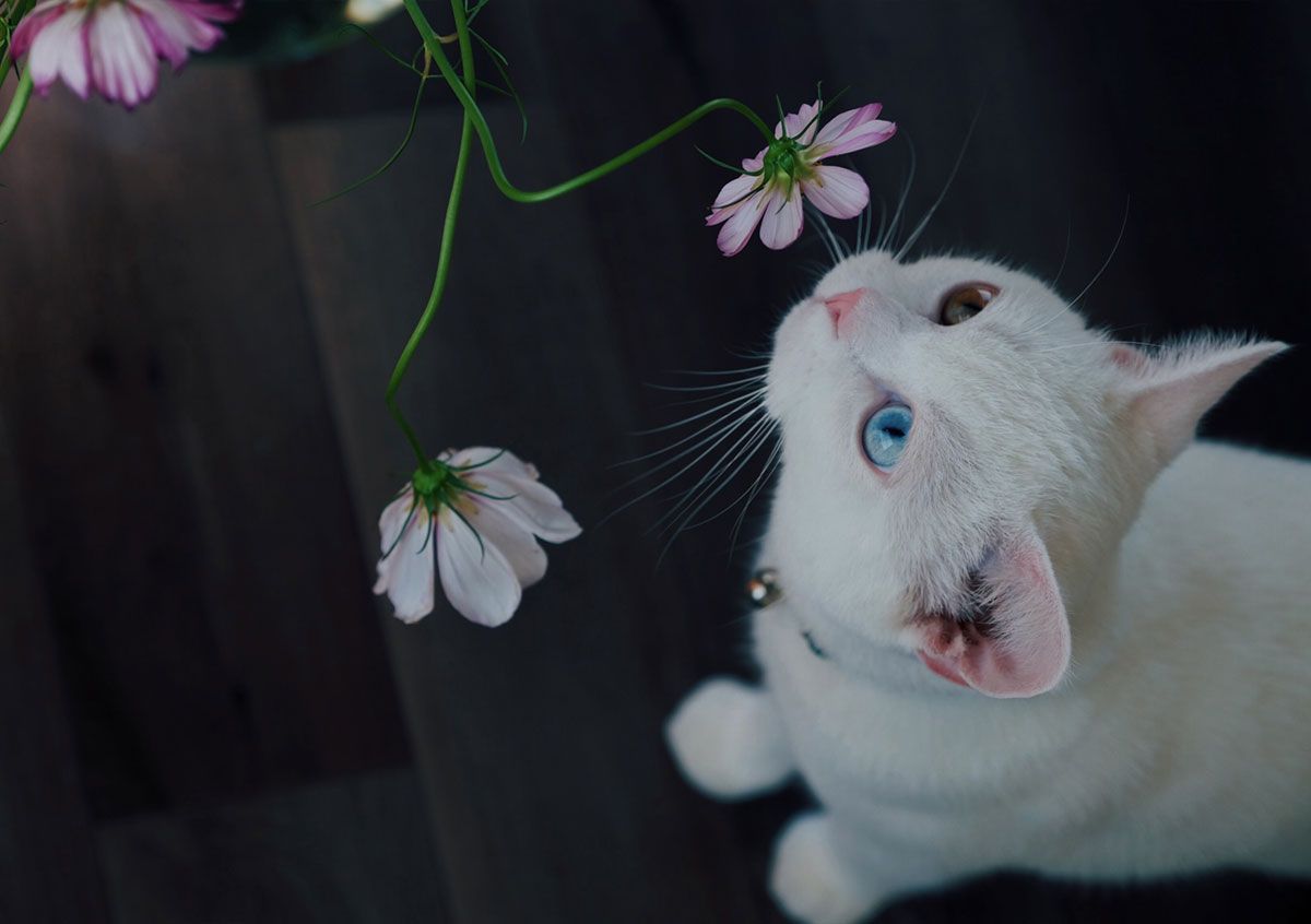 ピンクの花が似合うでしょ？【箱入り息子、ペリタロウの部屋。vol.15】 | TRILL【トリル】