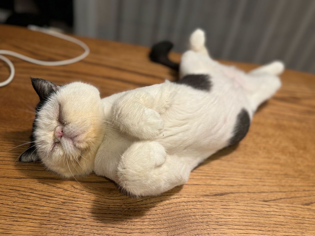 ラッコ風のおてて。【おちょこ、ぽのぽのだより。vol.176】 | TRILL【トリル】